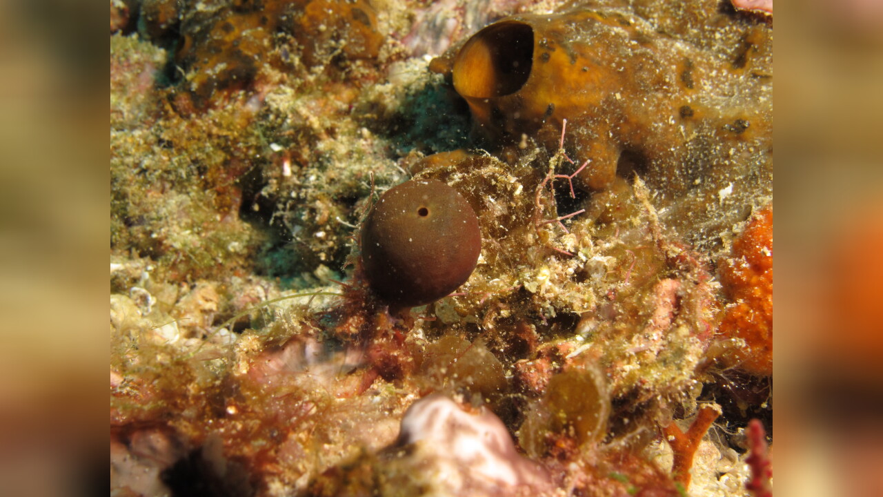 Stelletta clavosa Rolling sponge