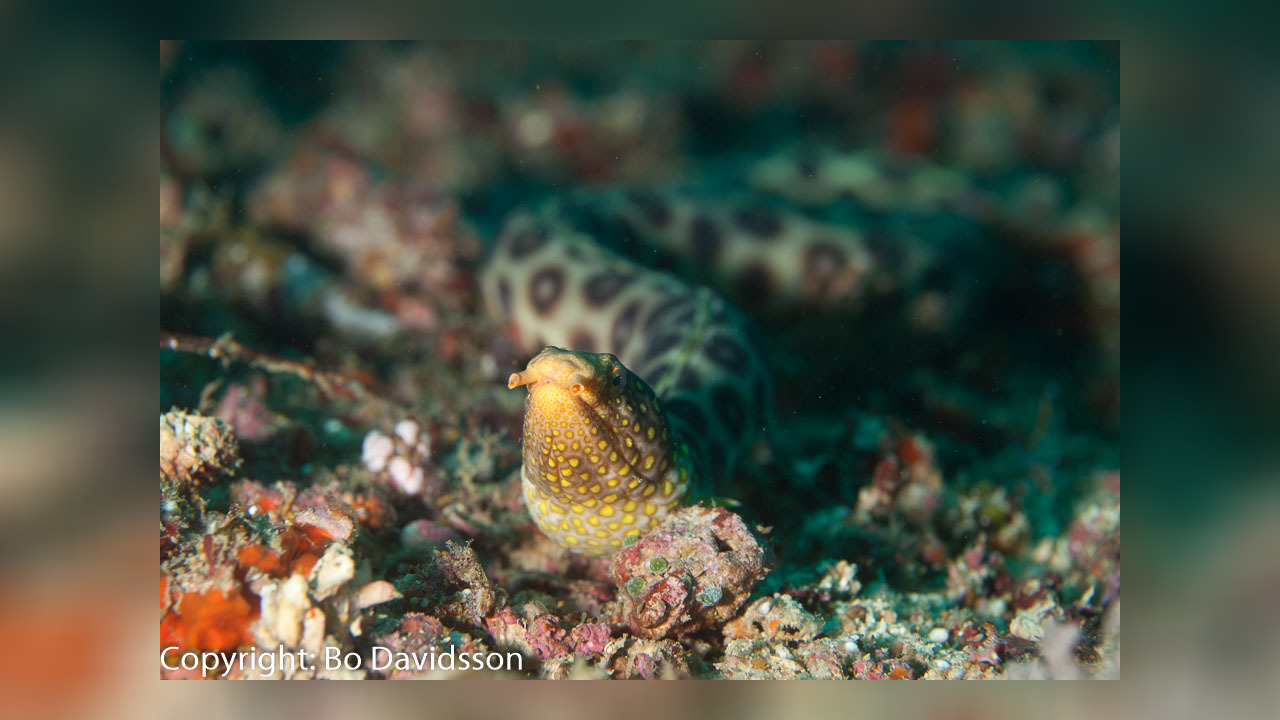 Ophichthus polyophthalmus Many-eyed snake-eel