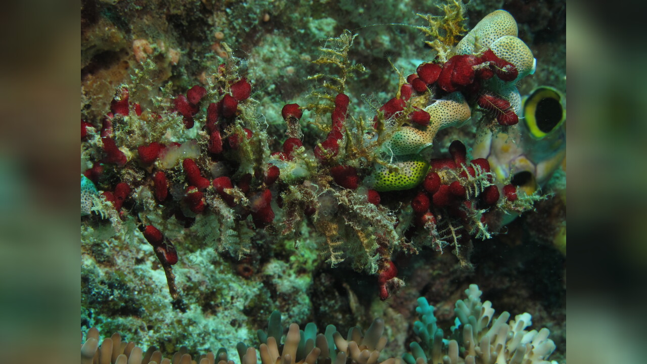 Didemnum sp. 02 Didemnum Strawberry Tunicate