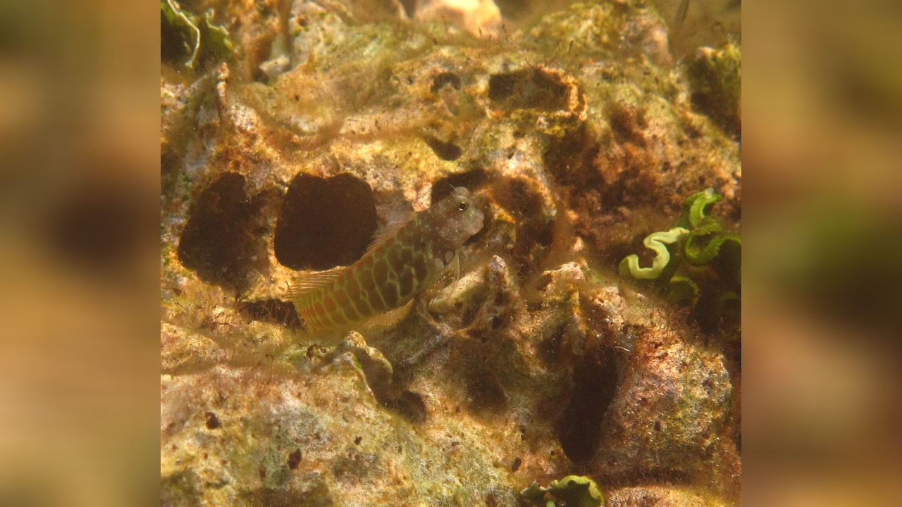 Salarias segmentatus Segmented sailfin Blenny