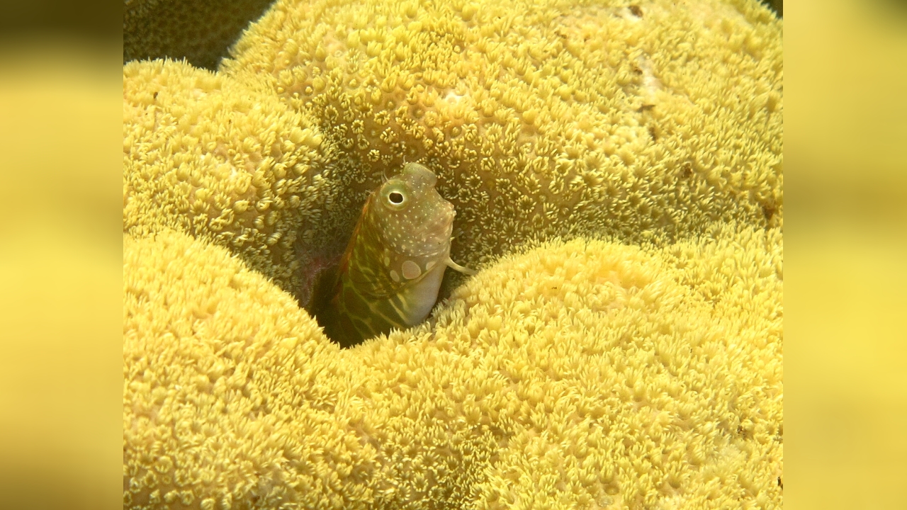 Salarias segmentatus Segmented sailfin Blenny
