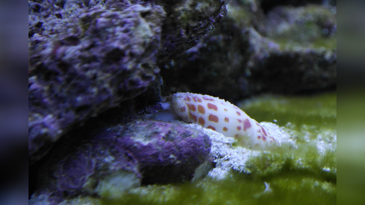 Mitra mitra Pope Mitre Shell