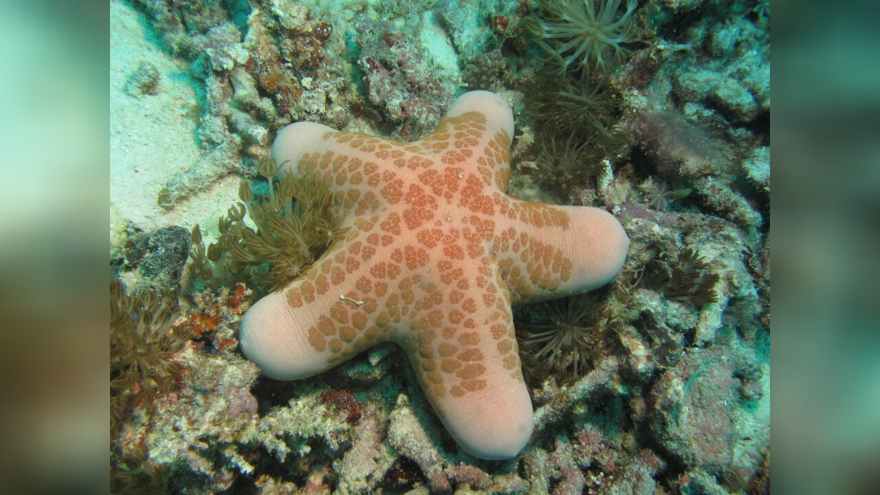 Choriaster granulatus Red Comb Star
