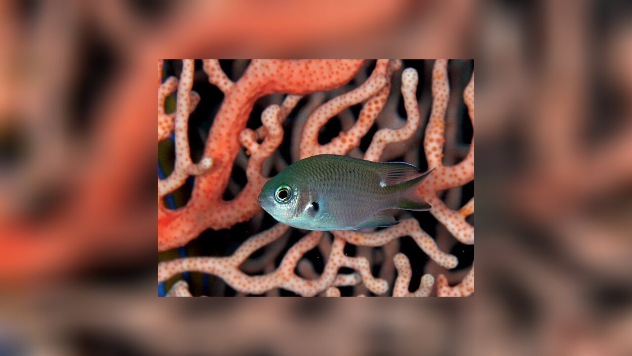 Chromis notata Pearl-spot chromis