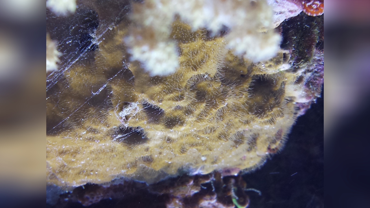 Millepora tenera fire coral