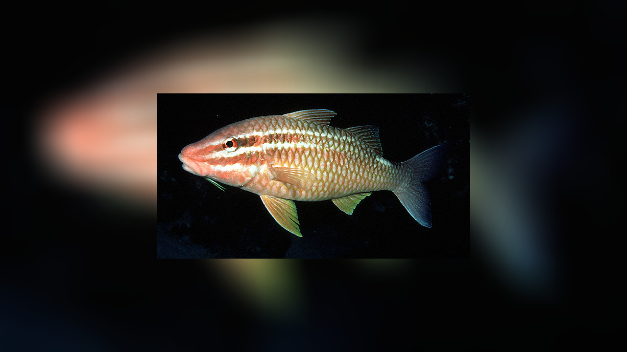 Parupeneus ciliatus Meerbarbe