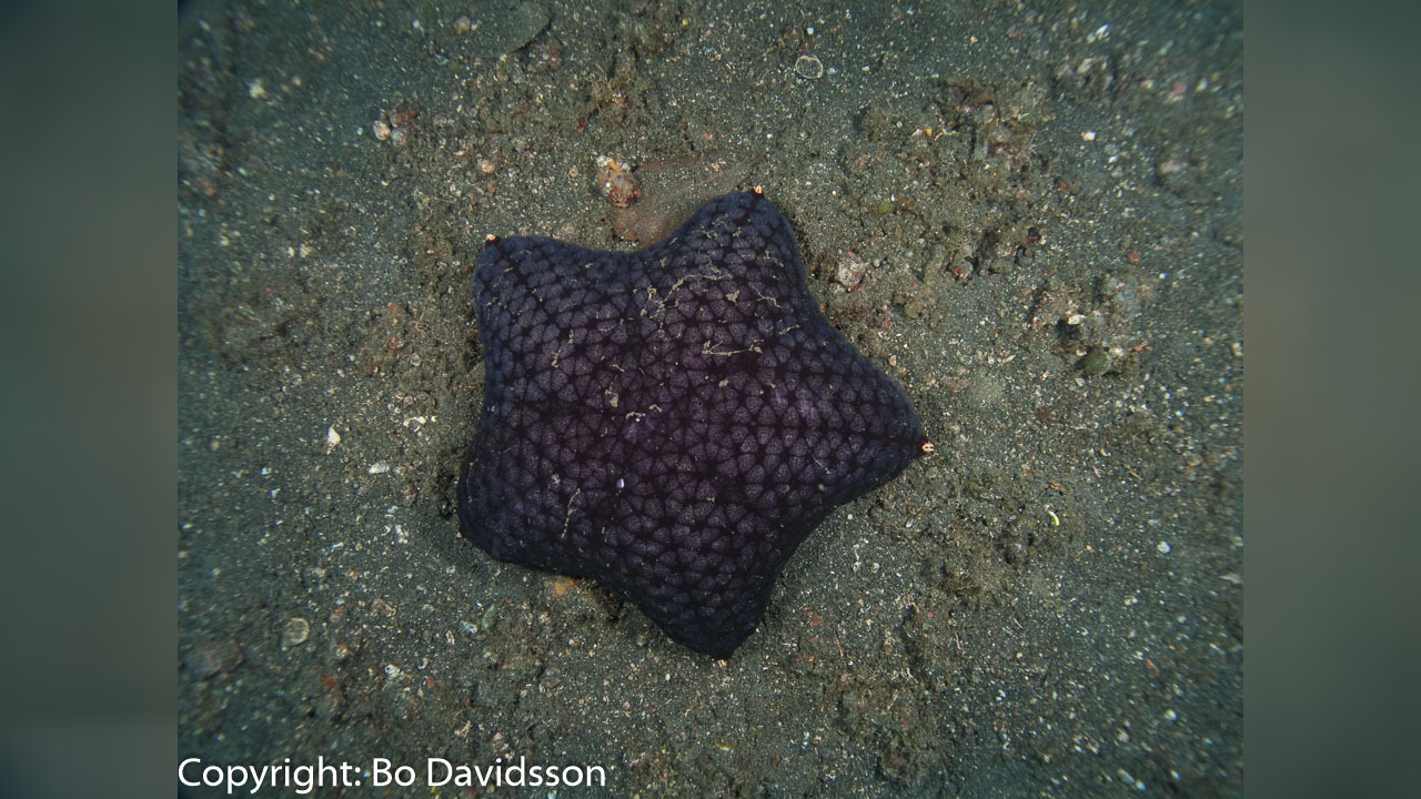 Halityle regularis Kissenseestern