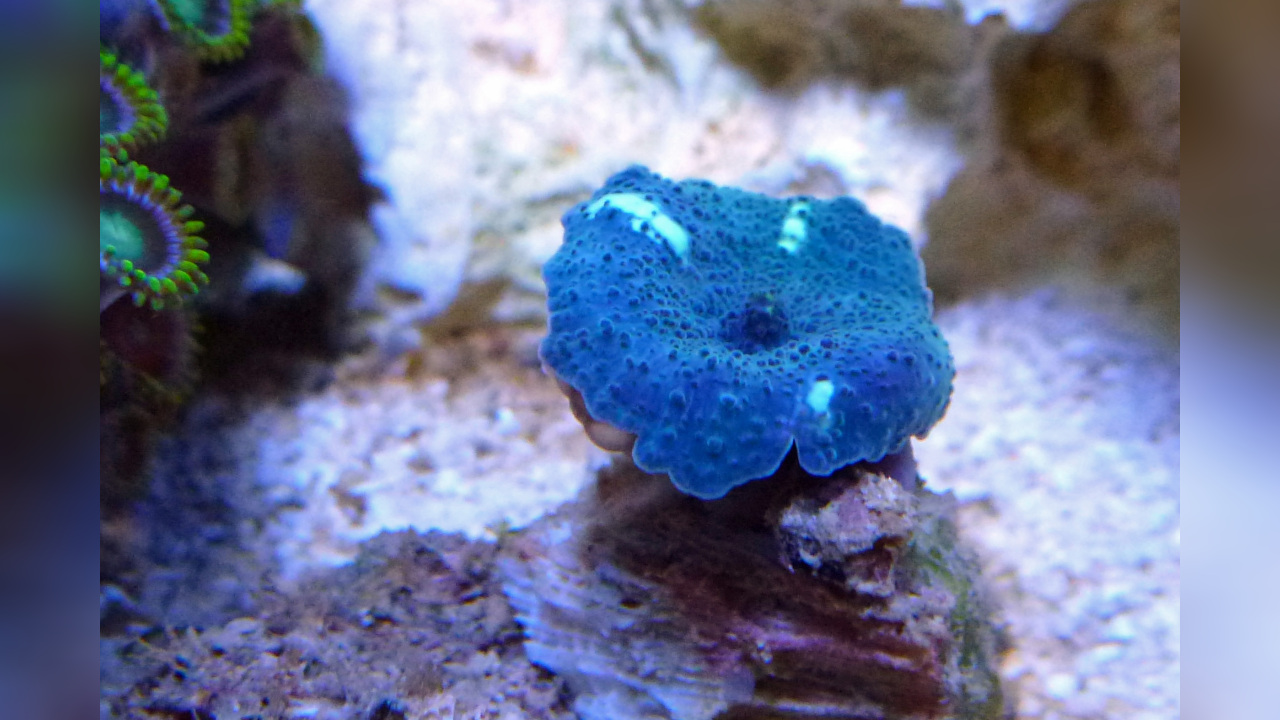 Discosoma sp. 26 Mushroom