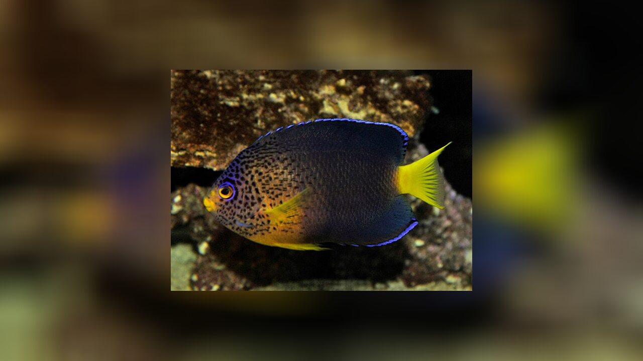 Centropyge debelius Blue Mauritius angelfish, Indian Ocean pride