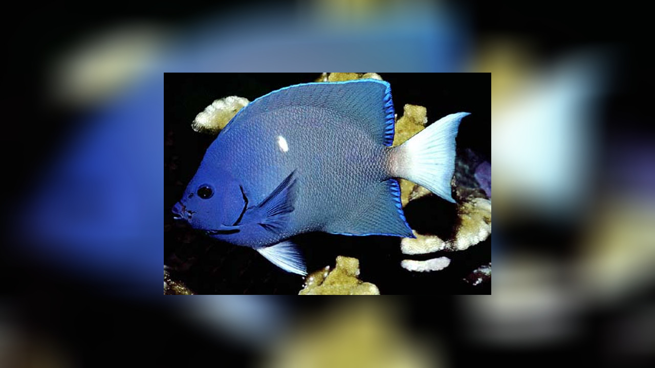 Holacanthus limbaughi Clipperton angelfish
