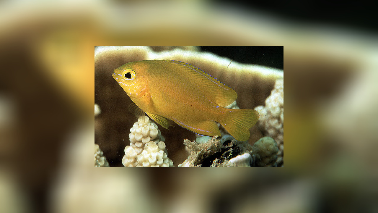 Pomacentrus moluccensis Yellow Damsel, Yellow Damselfish, Yellow Damsel ...