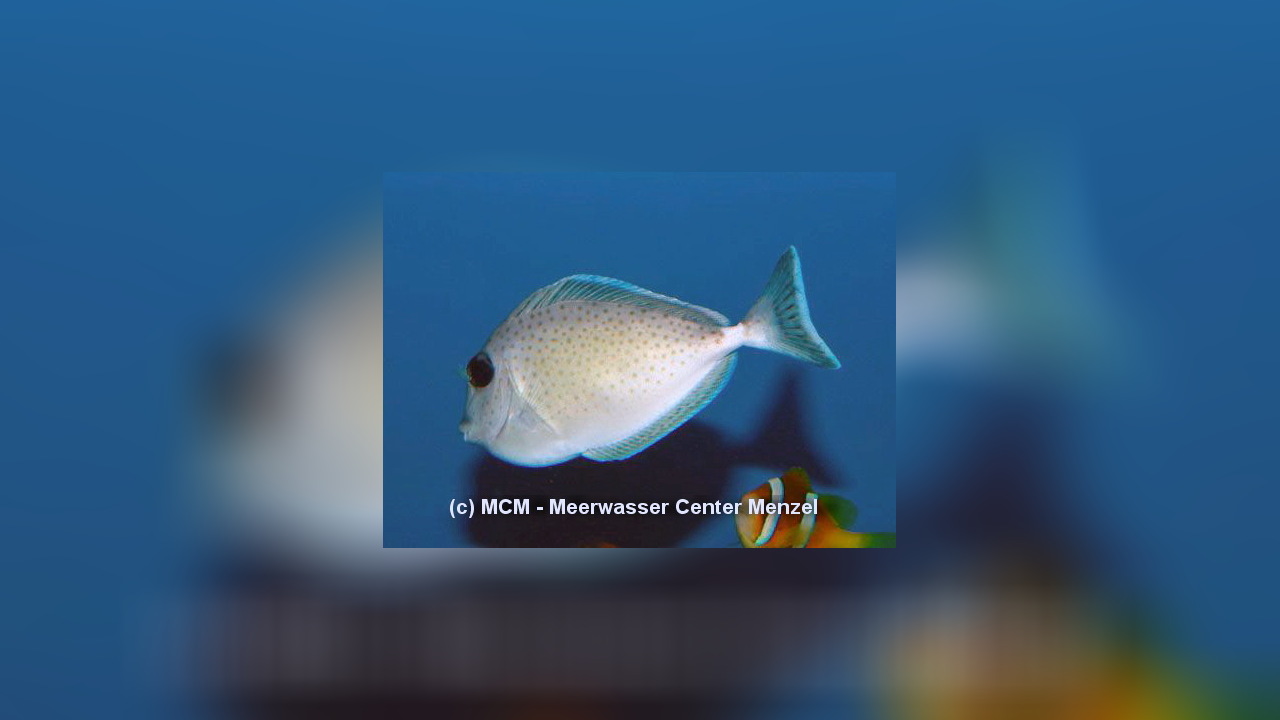 Naso tonganus Bulbnose unicornfish