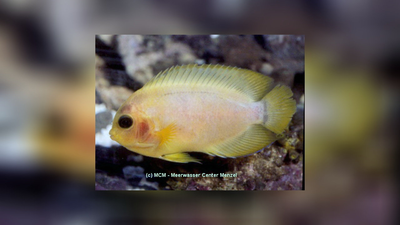 Centropyge flavipectoralis Yellowfin angelfish