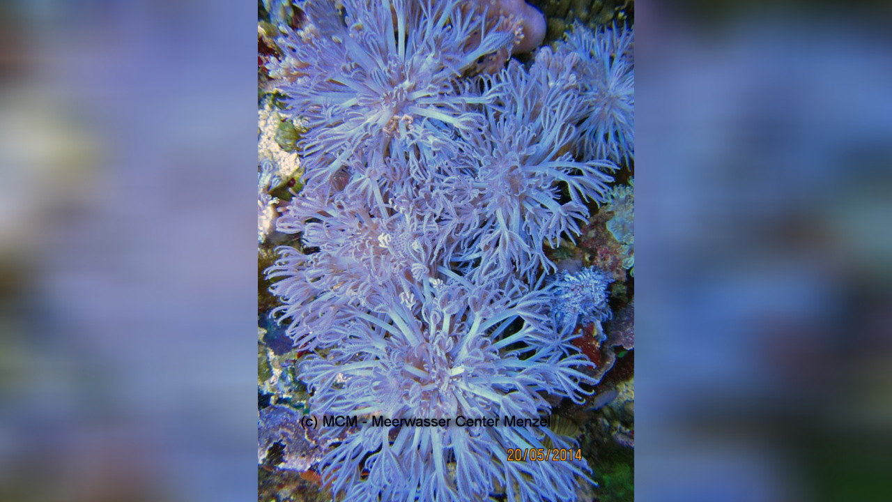 Heteroxenia fuscescens Red Sea Soft Coral, Pulsating Xenid