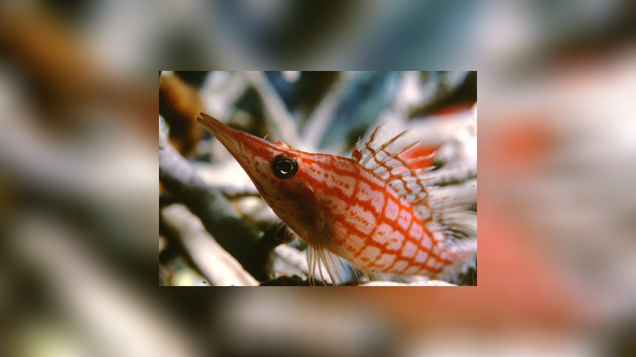 Oxycirrhites typus Poisson faucon à long nez