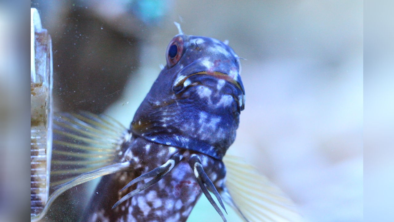 Atrosalarias fuscus Black Blenny, Brown Coral Blenny, Brown Coral ...