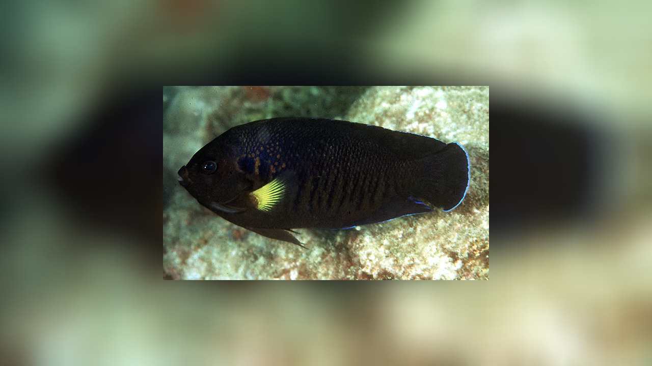 Centropyge flavipectoralis Yellowfin angelfish