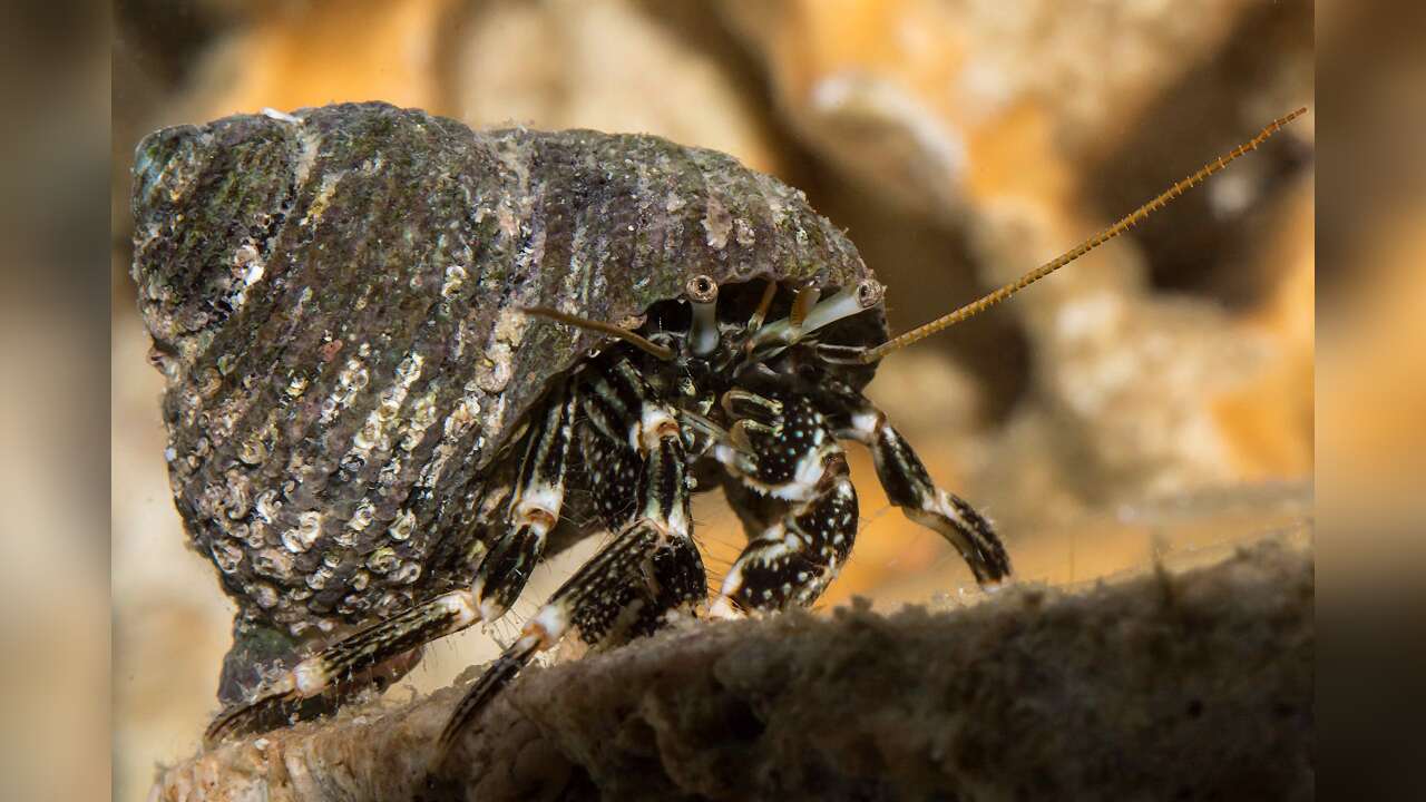 Clibanarius striolatus Danas hermit crab