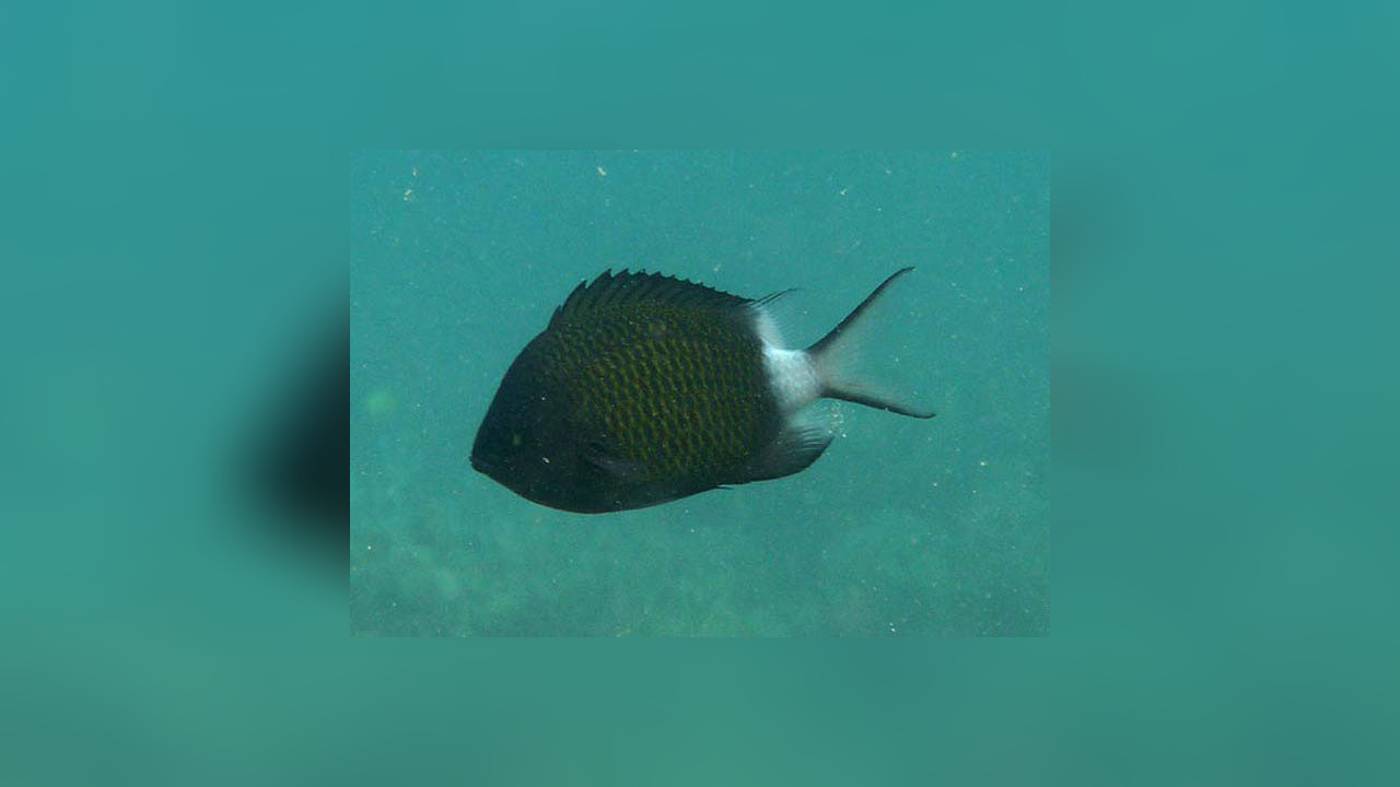 Chromis chrysura Stout Chromis, Stout-body Chromis