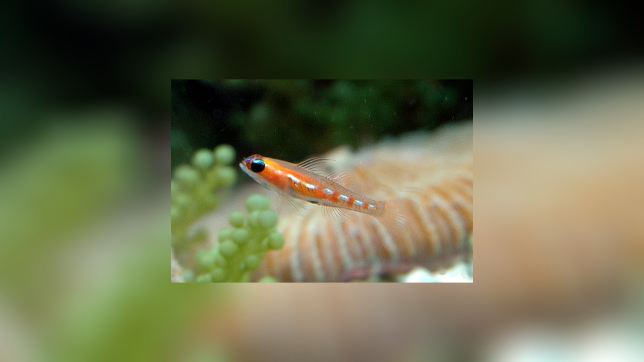 Coryphopterus personatus Masked goby