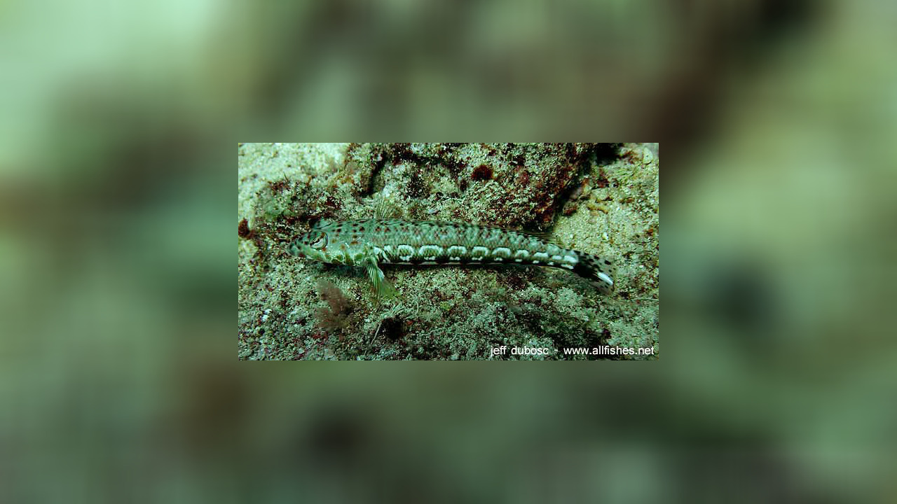 Parapercis millepunctata Black dotted sand perch, Black-dotted ...