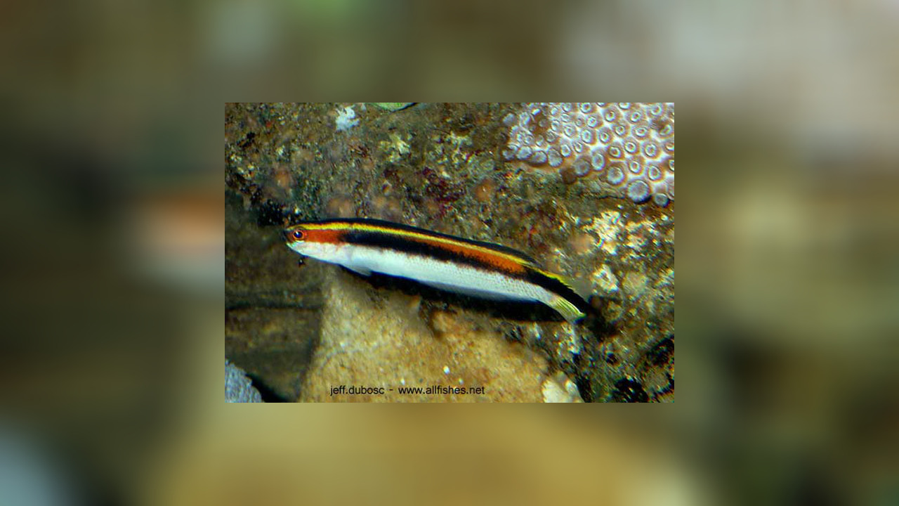 Trachinops taeniatus Eastern hulafish, Hula duley