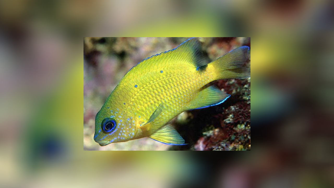 Microspathodon dorsalis Giant damselfish