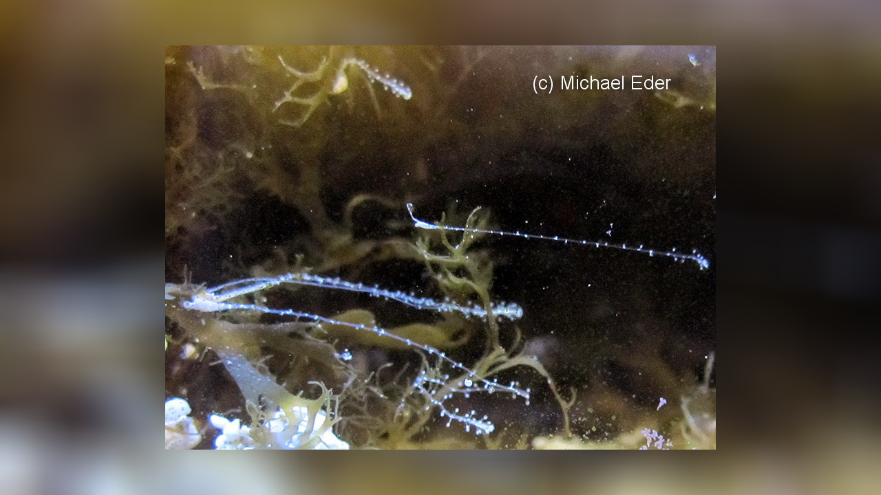 Zanclea sp.01 hydroid