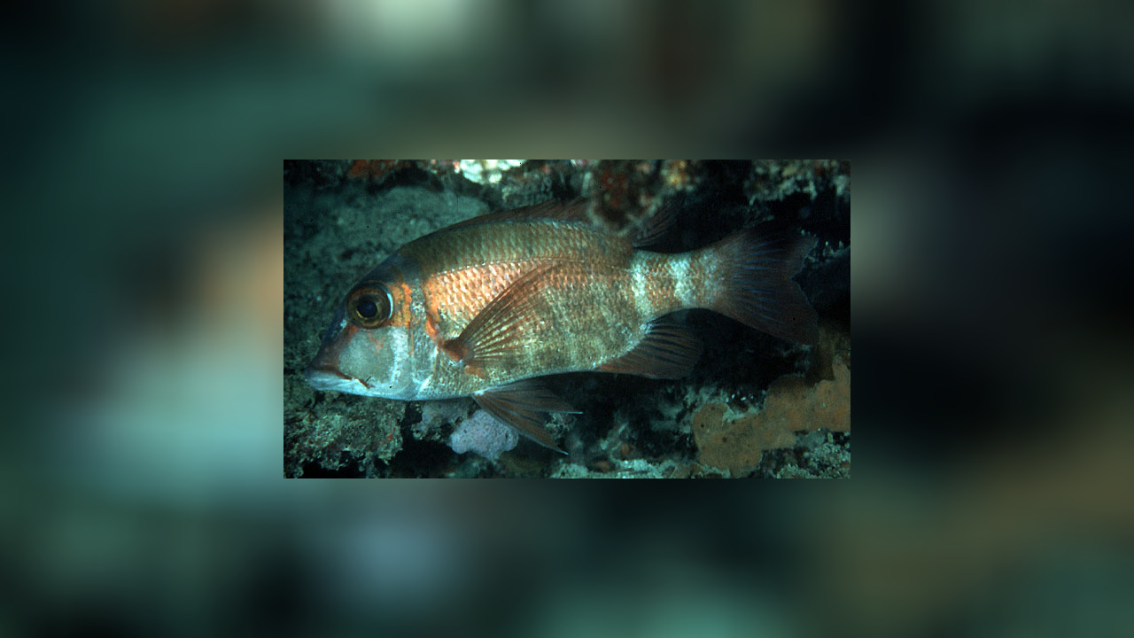 Lethrinus erythropterus Yellowfin Emperor, Tail-saddled Emperor