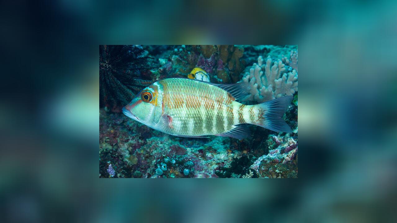 Lethrinus erythropterus Yellowfin Emperor, Tail-saddled Emperor