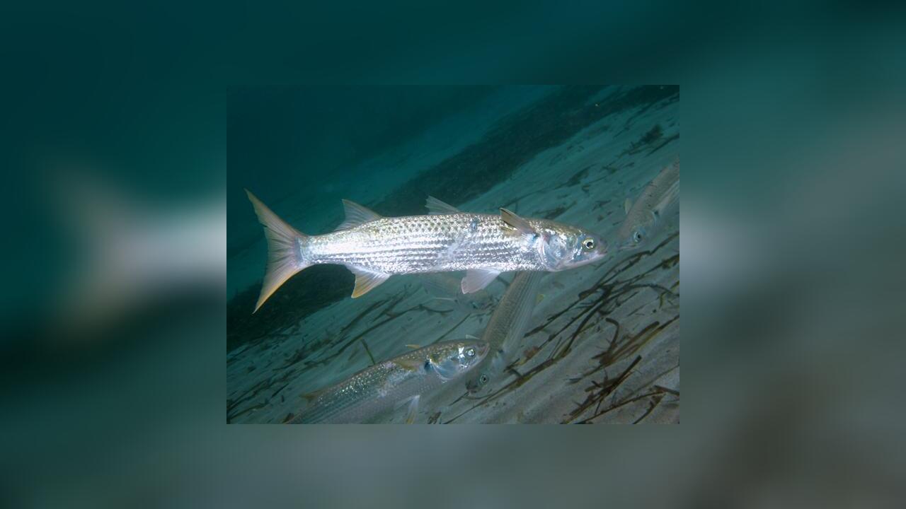 Mugil cephalus Flathead grey mullet