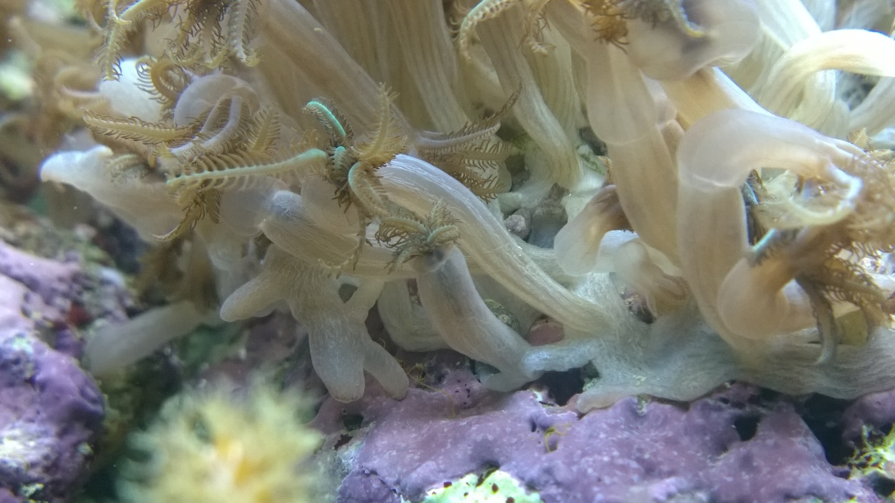 Anthelia sp. 03 Zartgefiederte Straußkoralle