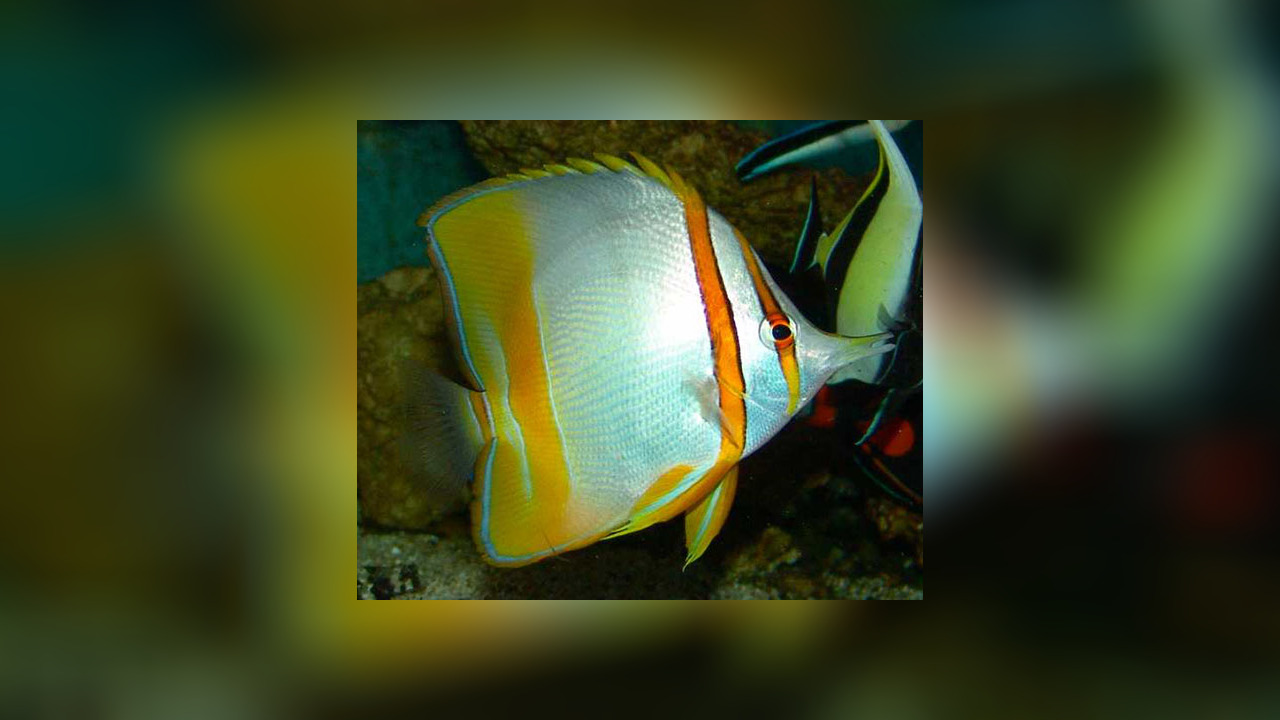 Chelmon marginalis Margined Coral Fish, Western Beaked Butterflyfish ...