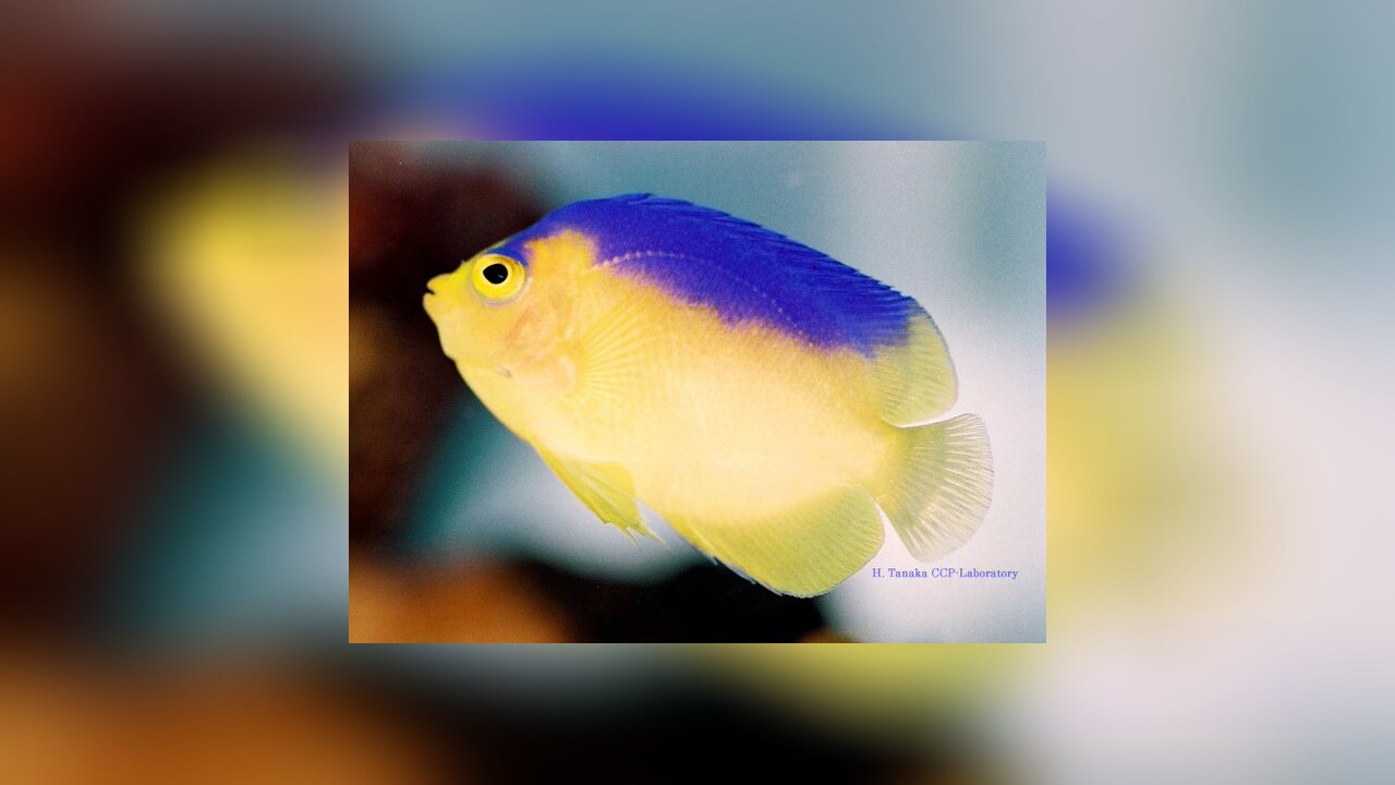 Centropyge colini Cocos-Keeling angelfish, Colin's Angelfish