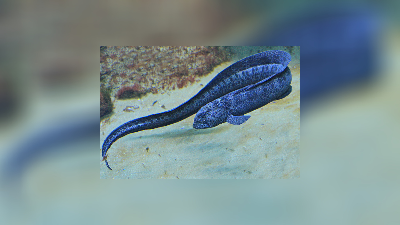 Anarrhichthys ocellatus Wolf-eel, Northern wolffish