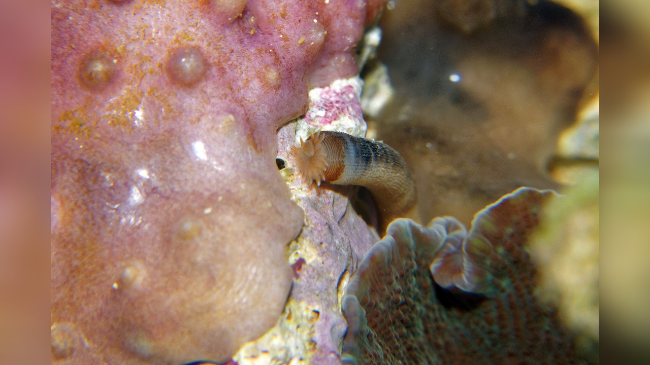 Sipunculus sp. peanut worm, unknown