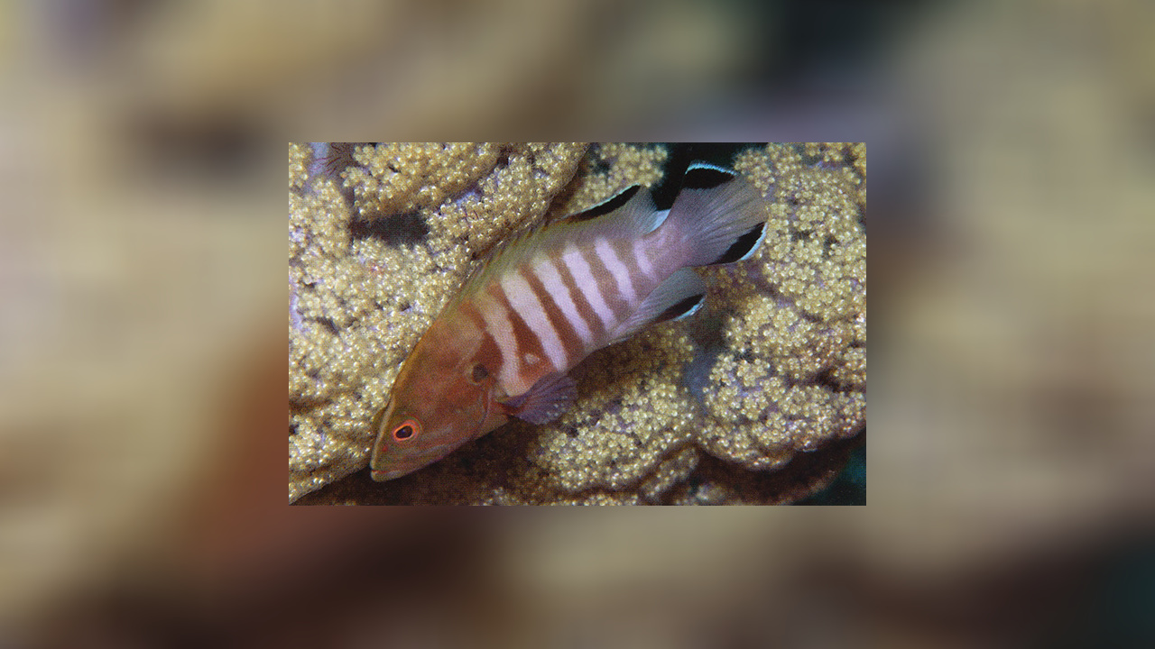 Cephalopholis boenak Riffbarsch