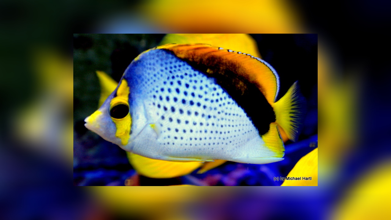 Chaetodon declivis Marquesan Butterflyfish, Marquesas Butterflyfish ...