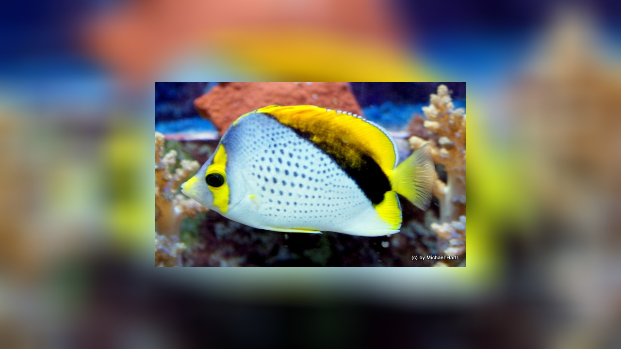 Chaetodon declivis Marquesas butterflyfish