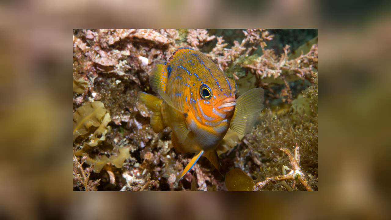 Parma victoriae Victorian scalyfin