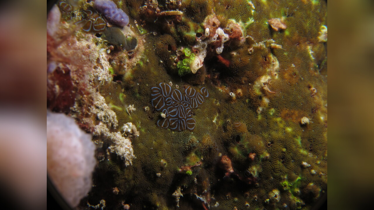 Waminoa sp.02 Korallenstrudelwurm