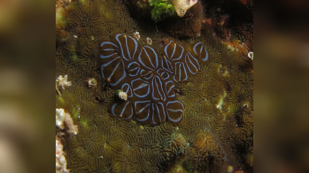 Waminoa sp.02 Acoel Worms, Pumpkin Flatworms