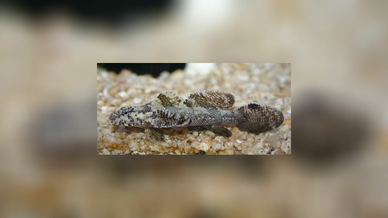 Callogobius hasseltii Hasselt's goby