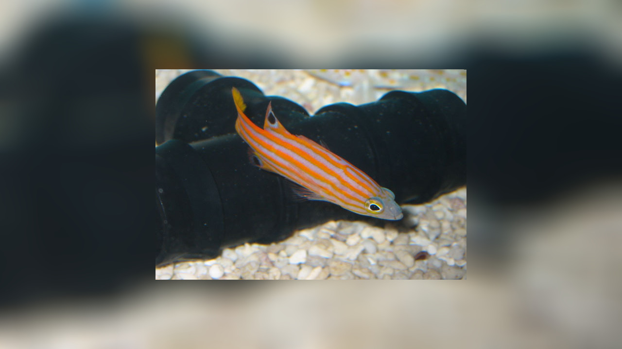 Liopropoma swalesi Swalesi Basslet, Orange-lined reef basslet, Swales ...