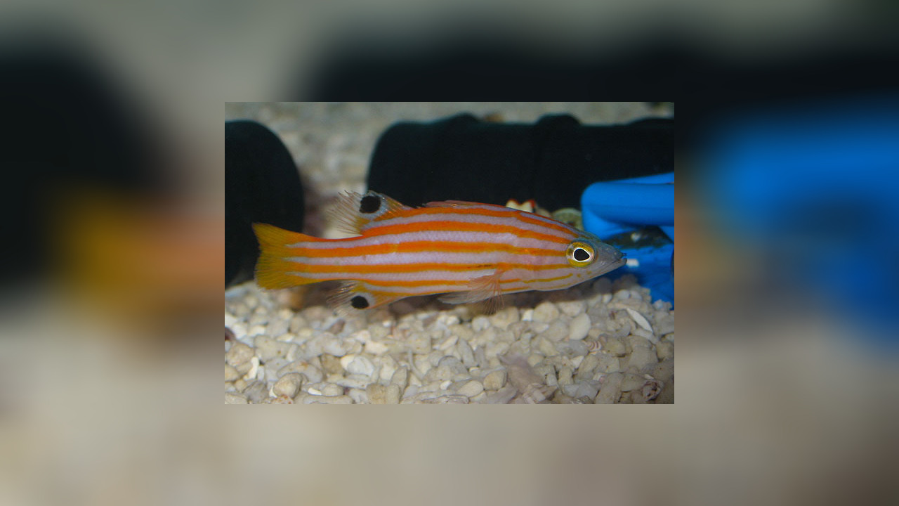 Liopropoma swalesi Swalesi Basslet, Orange-lined reef basslet, Swales ...