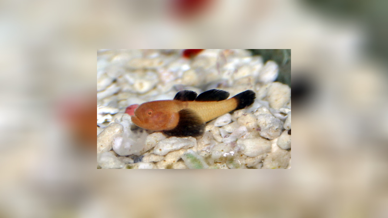 Paragobiodon lacunicolus Blackfin coral goby