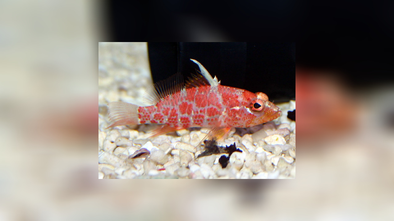 Plectranthias inermis ray-finned fish