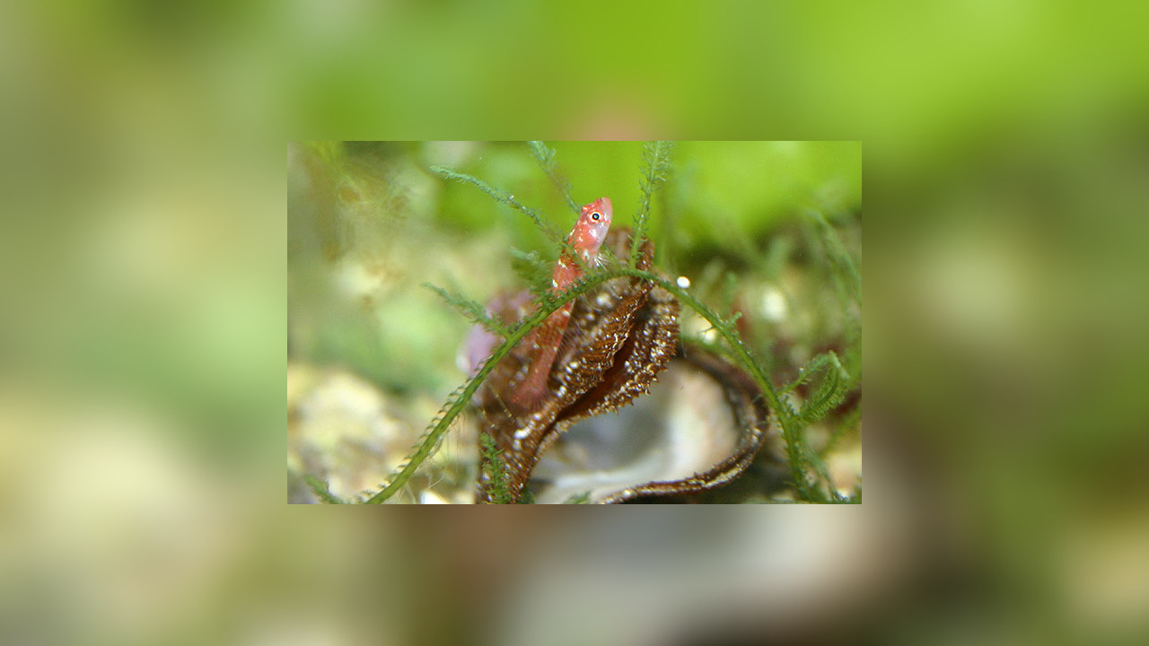 Trimmatom offucius Zwerggrundel