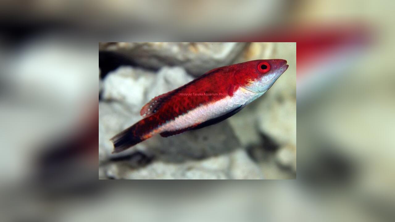Cirrhilabrus joanallenae Filament Wrasse, Pulauweh Wrasse