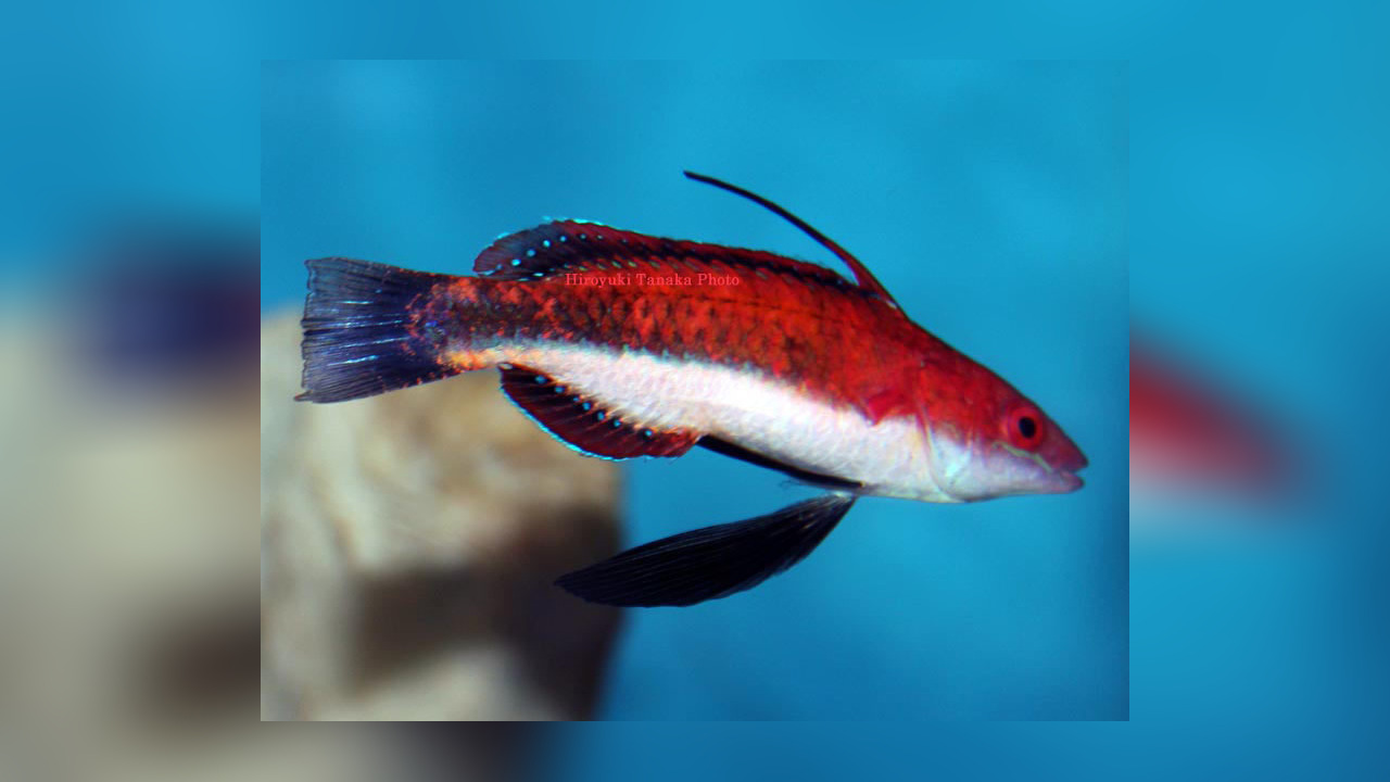 Cirrhilabrus joanallenae Filament Wrasse, Pulauweh Wrasse
